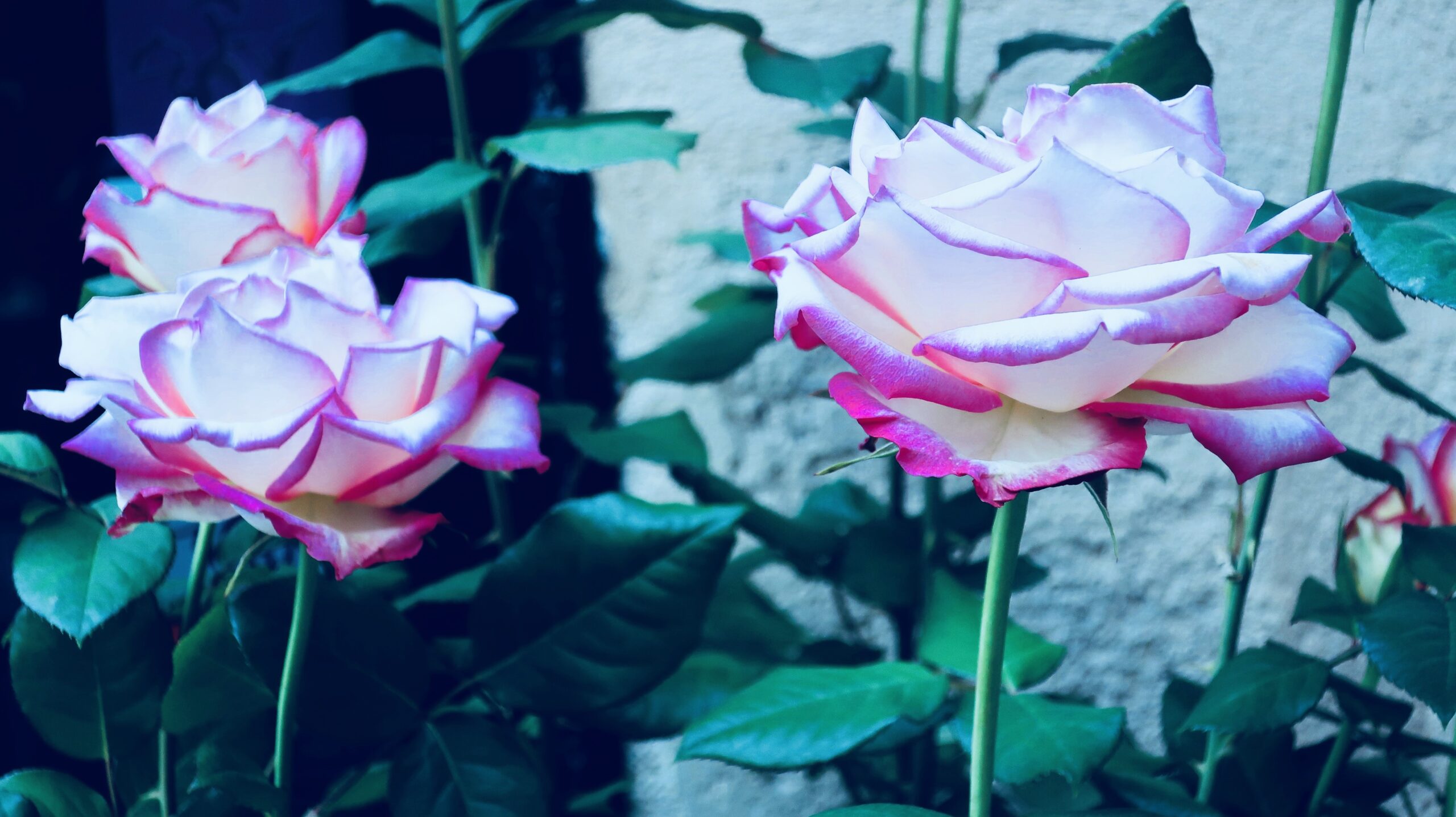 June Roses- Judy Winter